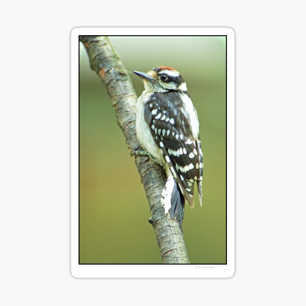 "Downy Woodpecker Male" Sticker for Sale by AMacGPhilly | Redbubble
