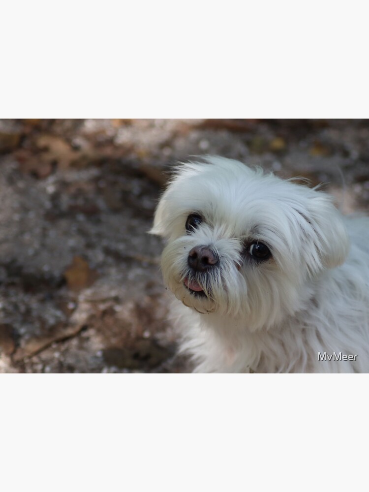 " Maltese on a walk" Sticker for Sale by MvMeer | Redbubble