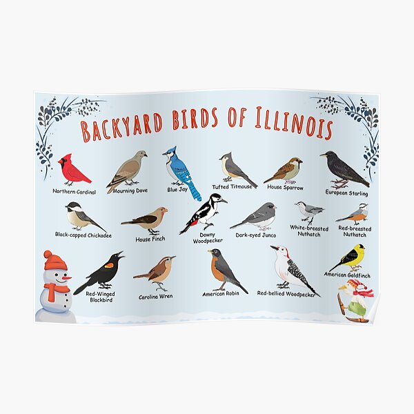 "Backyard birds of Illinois" Poster for Sale by AndyMcBird | Redbubble