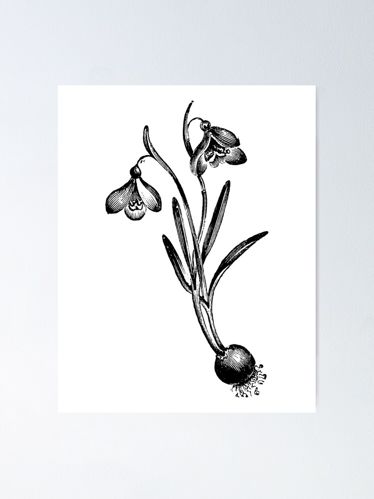 "Vintage Snowdrop Botanical flower | Black and white Flower Botanical ...