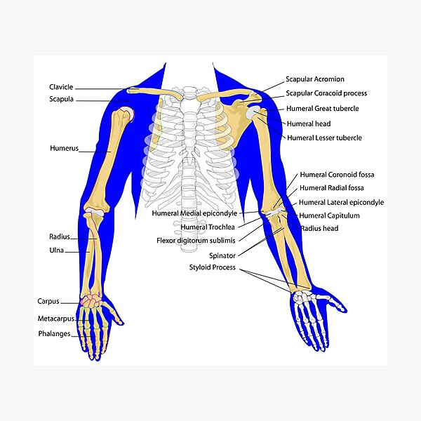 Lámina fotográfica «Gráfico de anatomía de la extremidad superior.» de ...
