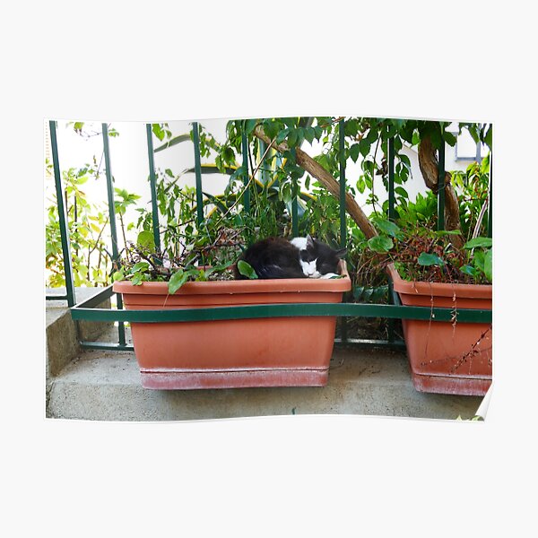 "Taking a Cat Nap in a Flowerpot" Poster for Sale by HydrangeaHadley ...