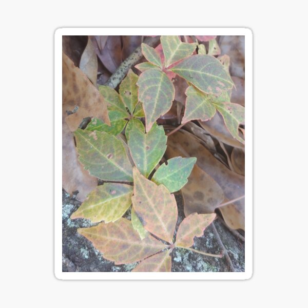 "Fall Creeper Scenery" Sticker for Sale by Aqualyn | Redbubble