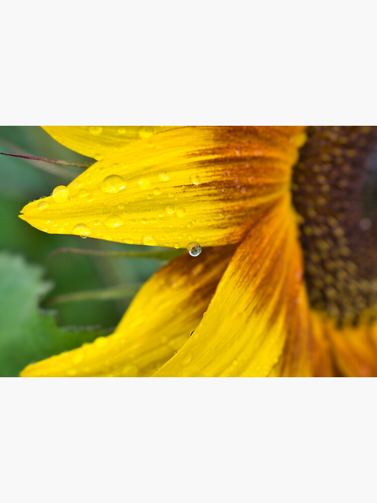 "Rainflower" Sticker for Sale by mahnkephotos | Redbubble