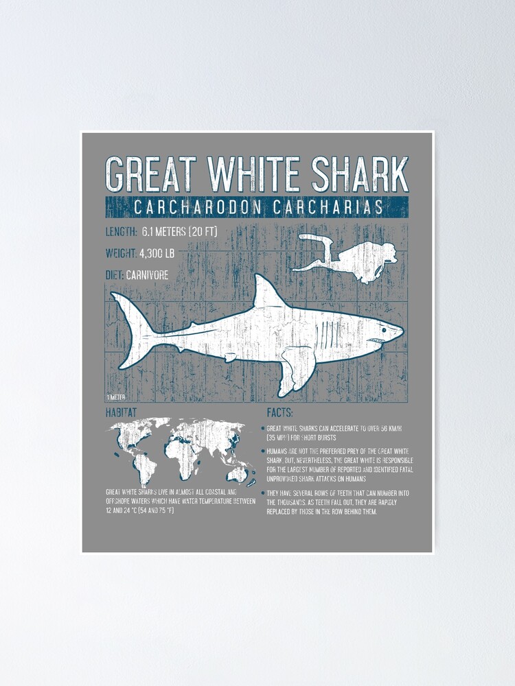 "Great White Shark Facts" Poster by SteamerTees | Redbubble