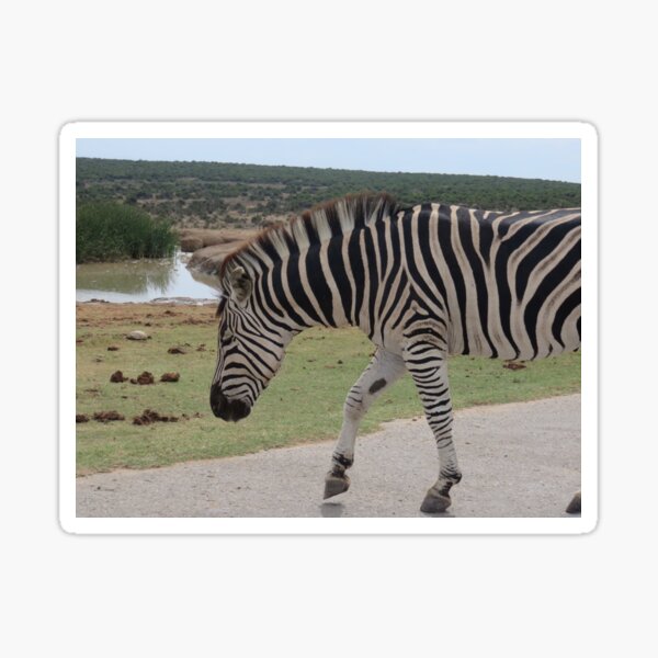 "Sticker- Zebra crossing - photograph of Zebra in South Africa" Sticker ...