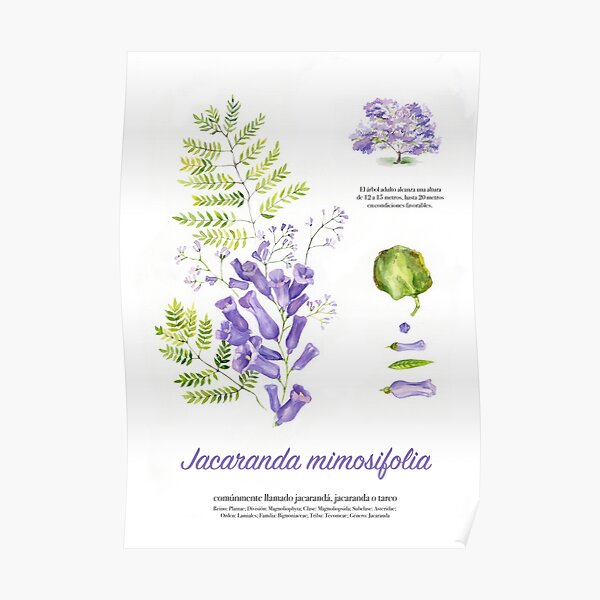 "Jacaranda Mimosifolia botanical print" Poster for Sale by eli ...