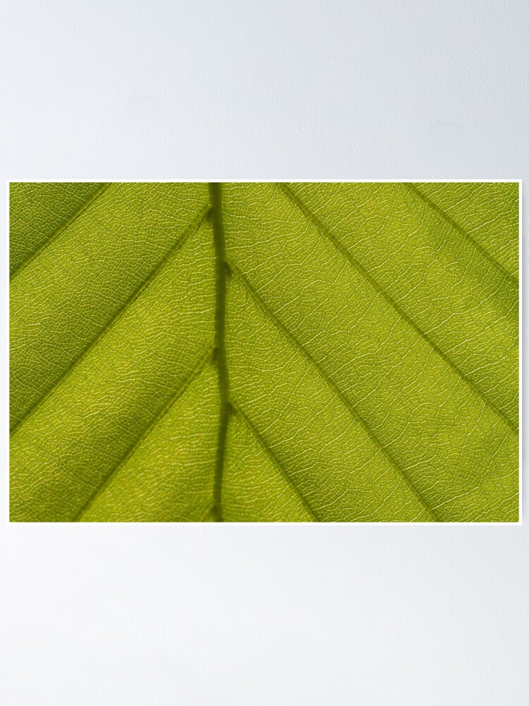 "Leaf structure" Poster for Sale by Lexpixelart | Redbubble
