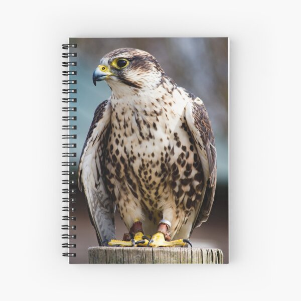 Peregrine Falcon Spiral Notebooks | Redbubble