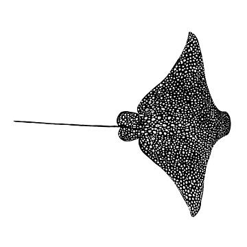 "Spotted Eagle Ray" Art Board Print for Sale by Arkneer | Redbubble