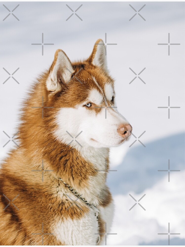 "Scary husky dog with blue eyes" Poster for Sale by mohamad-kaakeh ...