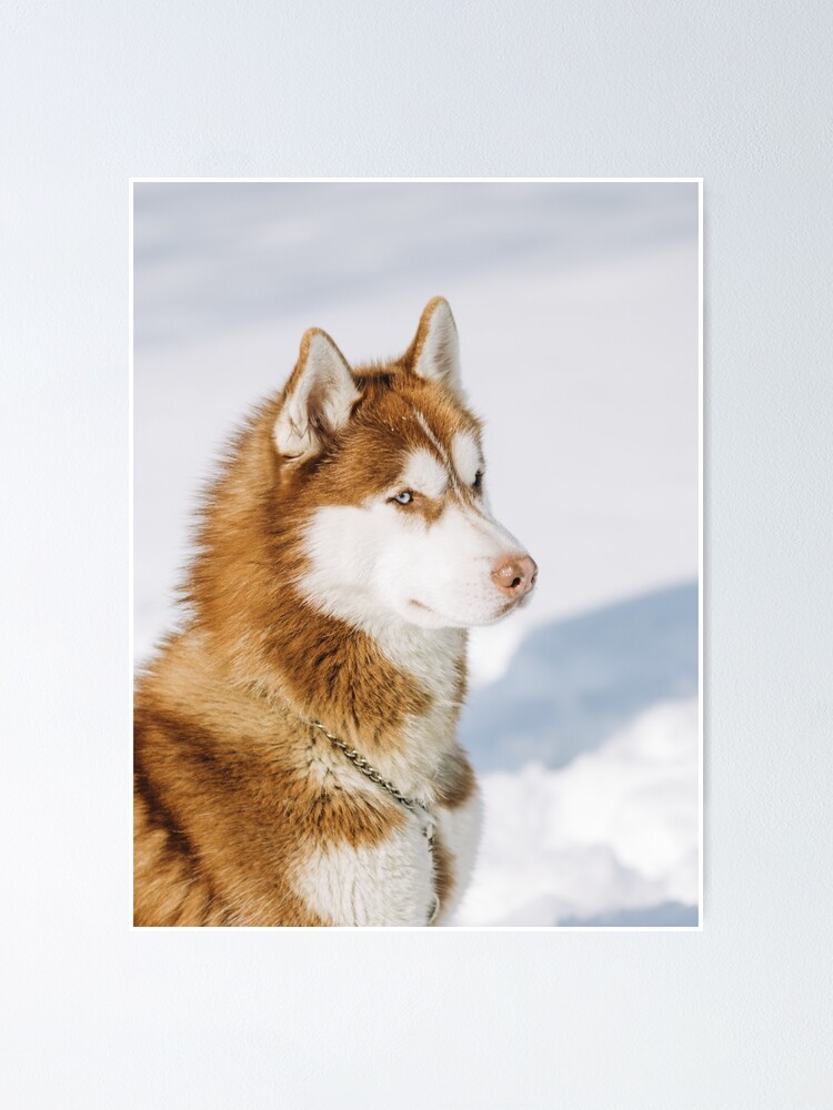 "Scary husky dog with blue eyes" Poster for Sale by mohamad-kaakeh ...