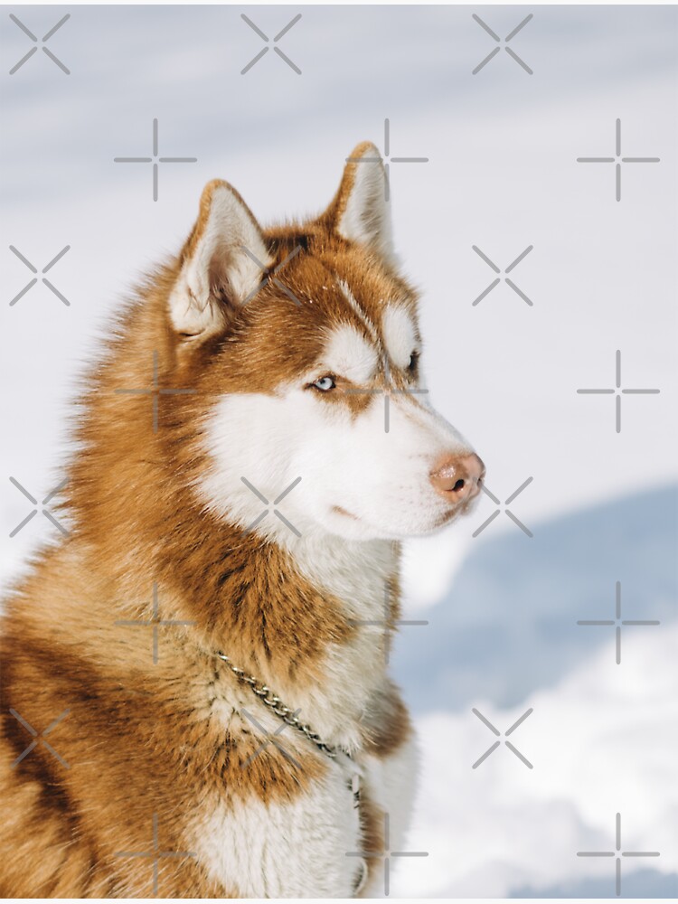 "Scary husky dog with blue eyes" Sticker for Sale by mohamad-kaakeh ...