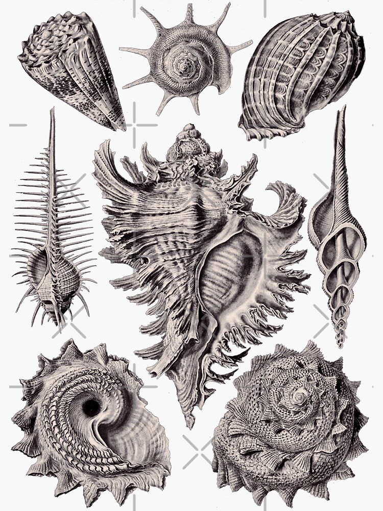 "Ernst Haeckel Prosobranchia Sea Shells Aubergine" Sticker for Sale by ...