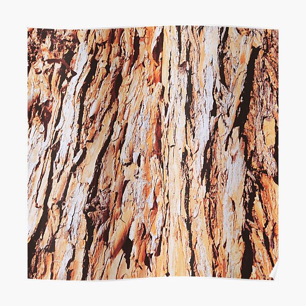 "Vintage Tree Wood Bark Close Up" Poster for Sale by ColorfulPrints ...