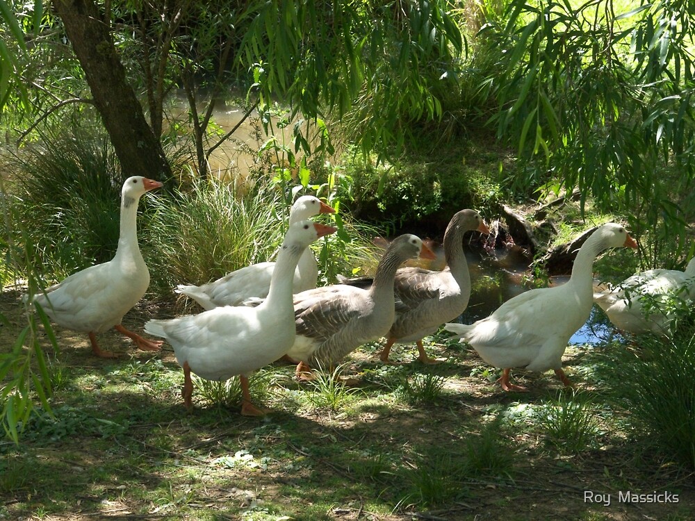 "Happy Geese..........Great Barrier Island, New Zealand........!" by ...