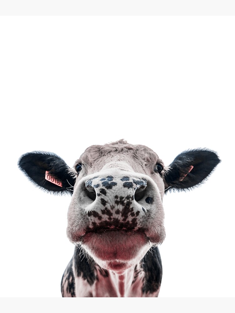 "Funny Cow" Art Print for Sale by LiToDesignCo | Redbubble