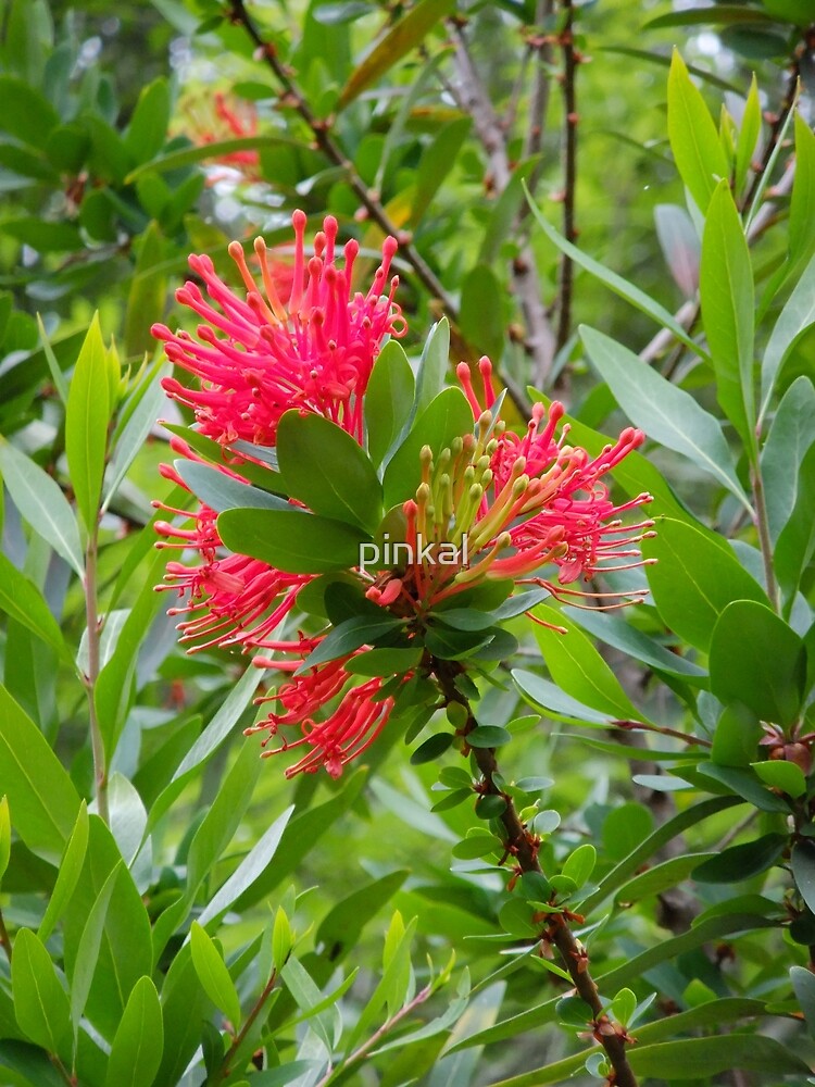 "Bottlebrush" Poster for Sale by pinkal | Redbubble