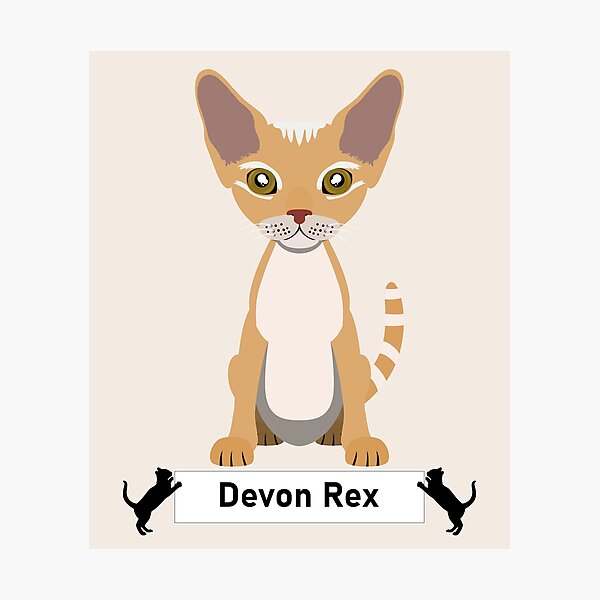 Lámina fotográfica «Devon Rex Cat Breed - Estilo de arte de dibujos ...