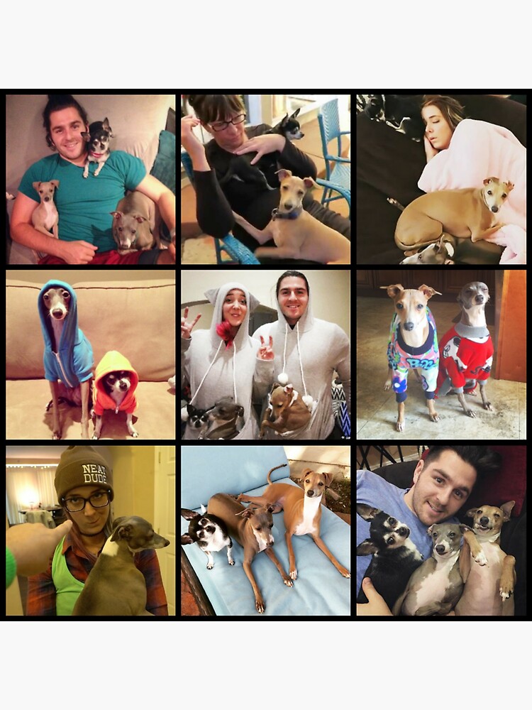 "Jenna marbles Julien solomita dogs" Sticker by murfymurf | Redbubble