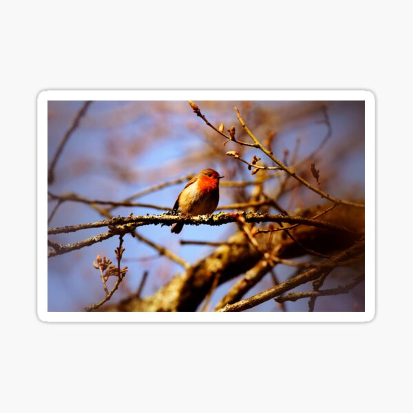 "Robin" Sticker for Sale by Mangell-photos | Redbubble