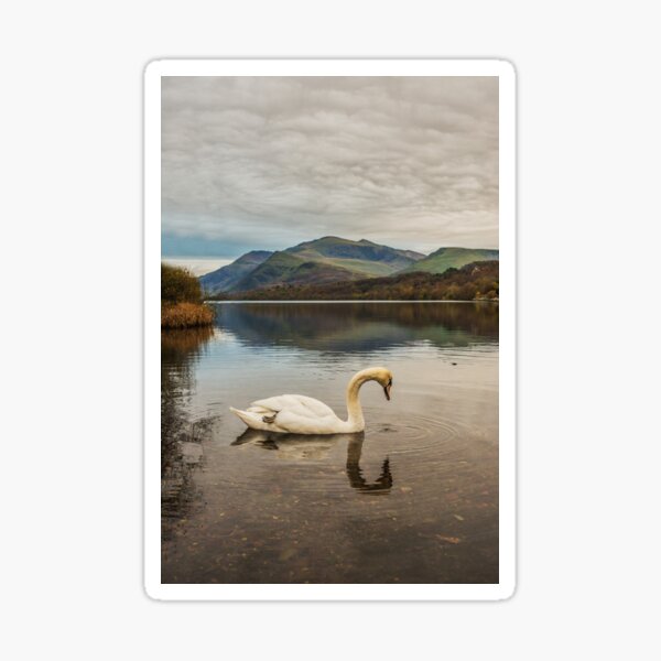 "Snowdon Swan" Sticker for Sale by LluniauDafyddEm | Redbubble