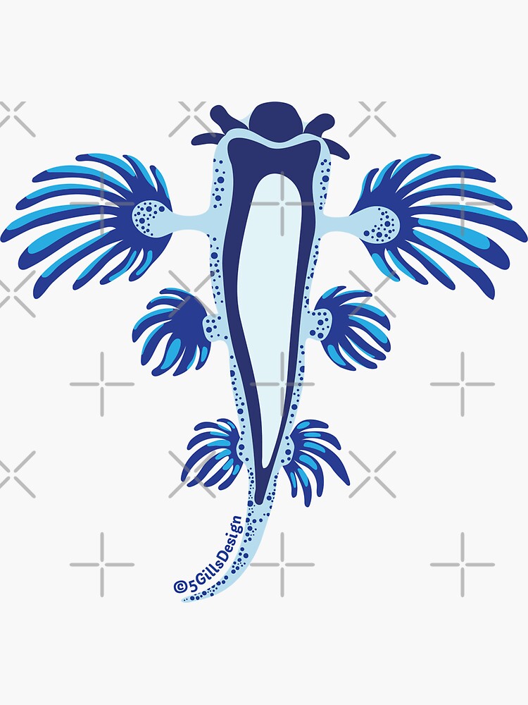"Blue Dragon Sea Slug" Sticker for Sale by 5gillsdesign | Redbubble