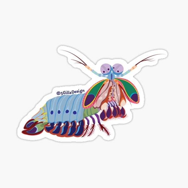 "Peacock Mantis Shrimp" Sticker for Sale by 5gillsdesign | Redbubble