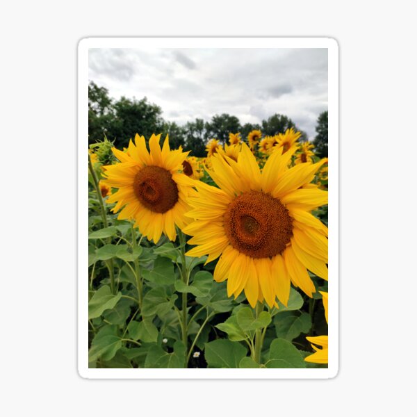 "Big sunflowers" Sticker for Sale by Gourmetkater | Redbubble