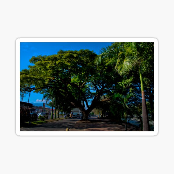 "Huge Old Shade Tree In Tulua" Sticker for Sale by alabca | Redbubble