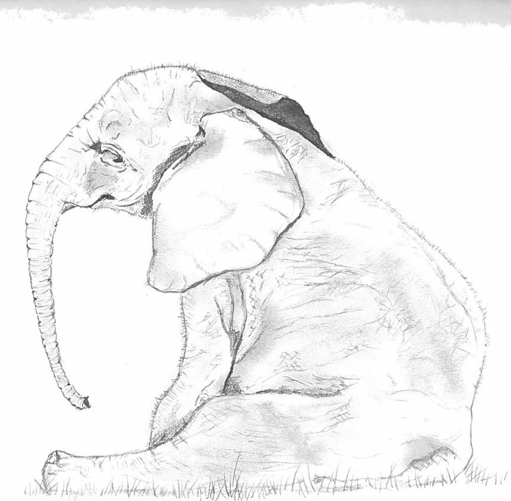 "Sad Elephant" by akemnitz | Redbubble