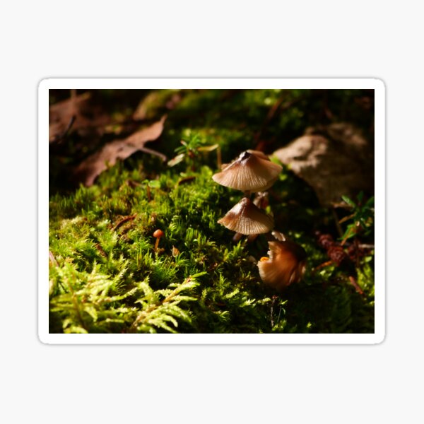 "A most moist home" Sticker for Sale by organicroadmap | Redbubble