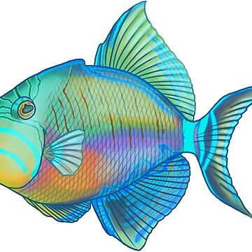 "Queen Triggerfish" Art Board Print for Sale by artofnicolee | Redbubble