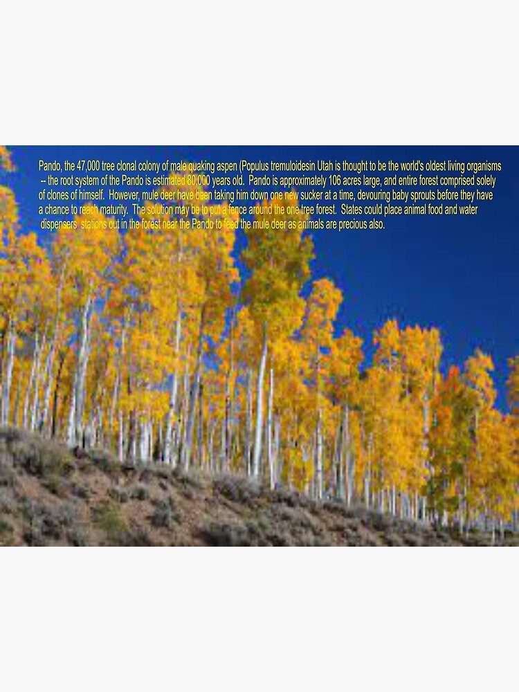 "Pando Art" Poster for Sale by Alicefish | Redbubble