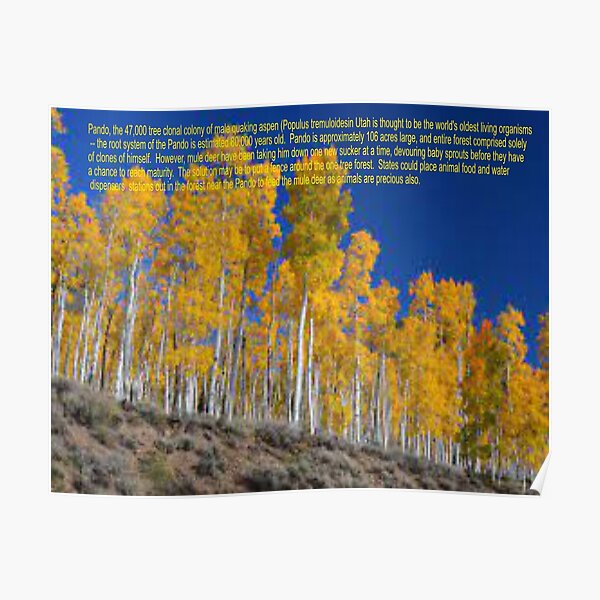 "Pando Art" Poster for Sale by Alicefish | Redbubble