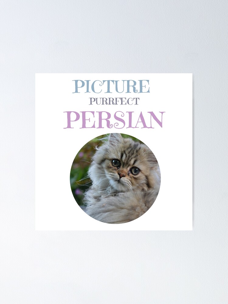 "Perfect Persian Cat Sticker - Cute Blue eyed Persian kitten Sticker ...