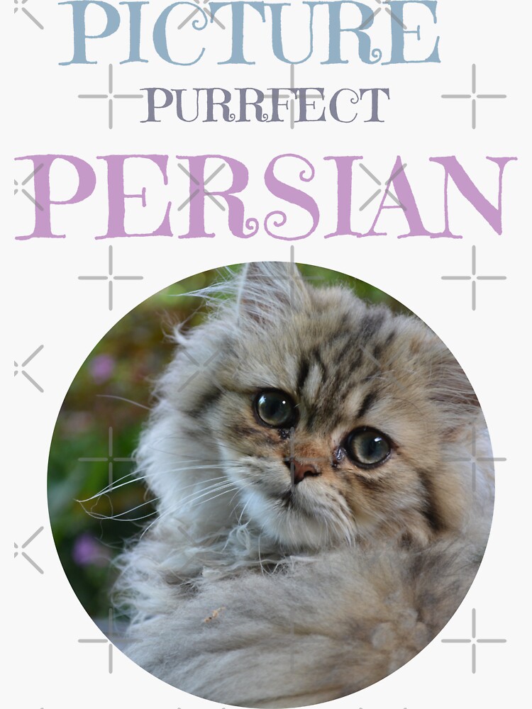 "Perfect Persian Cat Sticker - Cute Blue eyed Persian kitten Sticker ...