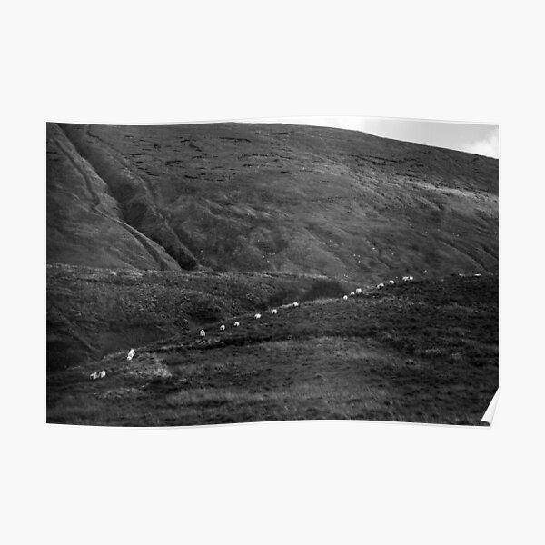 "Counting Sheep" Poster for Sale by eloise28 | Redbubble