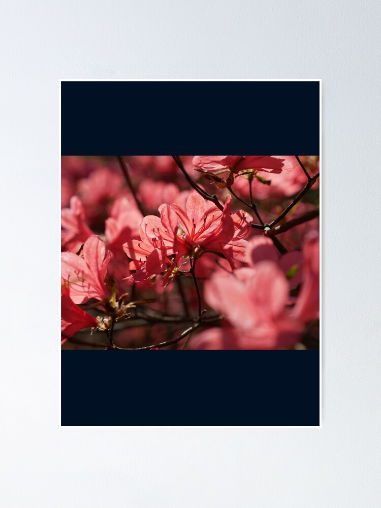 "Azalea Trail Flowers" Poster for Sale by VarietyYOU | Redbubble