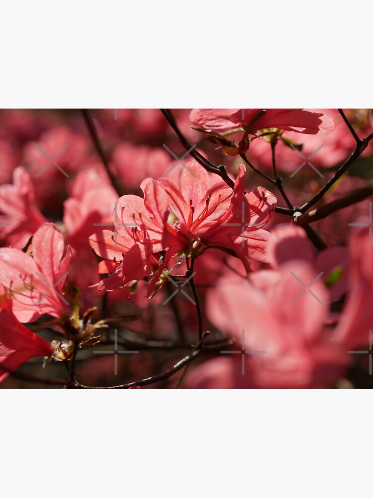 "Azalea Trail Flowers" Sticker for Sale by VarietyYOU | Redbubble