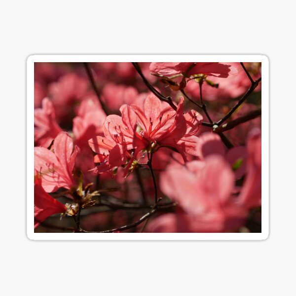 "Azalea Trail Flowers" Sticker for Sale by VarietyYOU | Redbubble