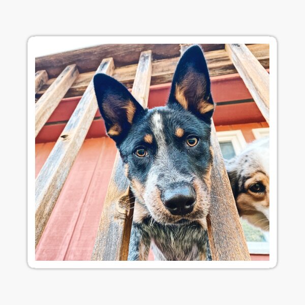 "Blue Heeler" Sticker by karaidosco | Redbubble