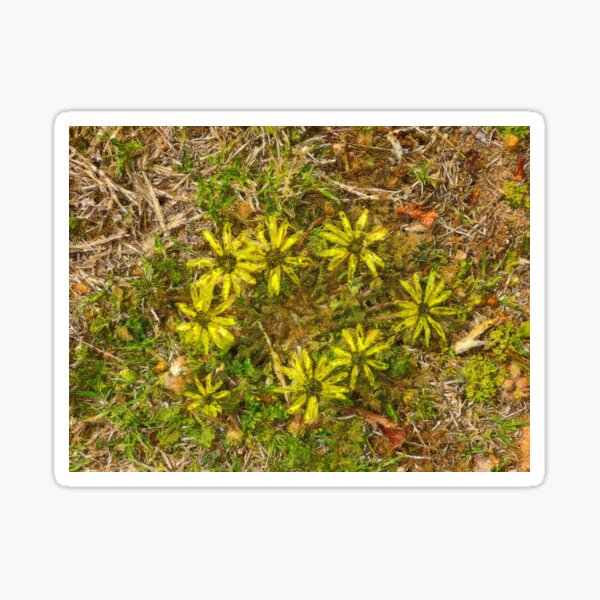 "Daisy Flowers and Weeds" Sticker by images2delight | Redbubble