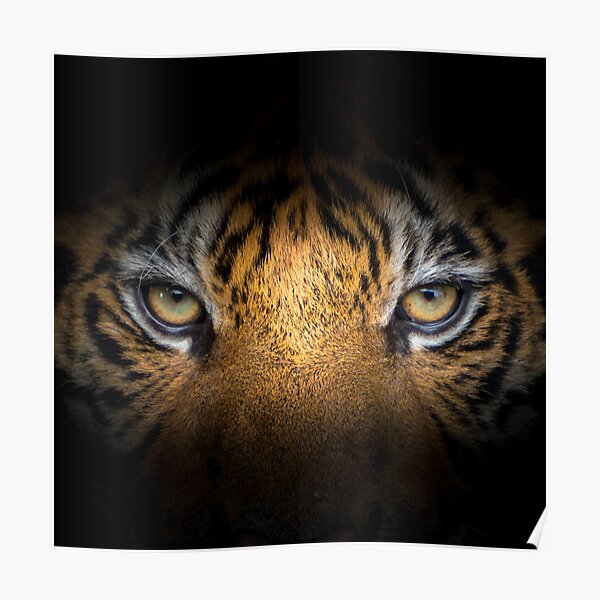 "Colorful Tiger | Tiger eyes | black background" Poster for Sale by ...