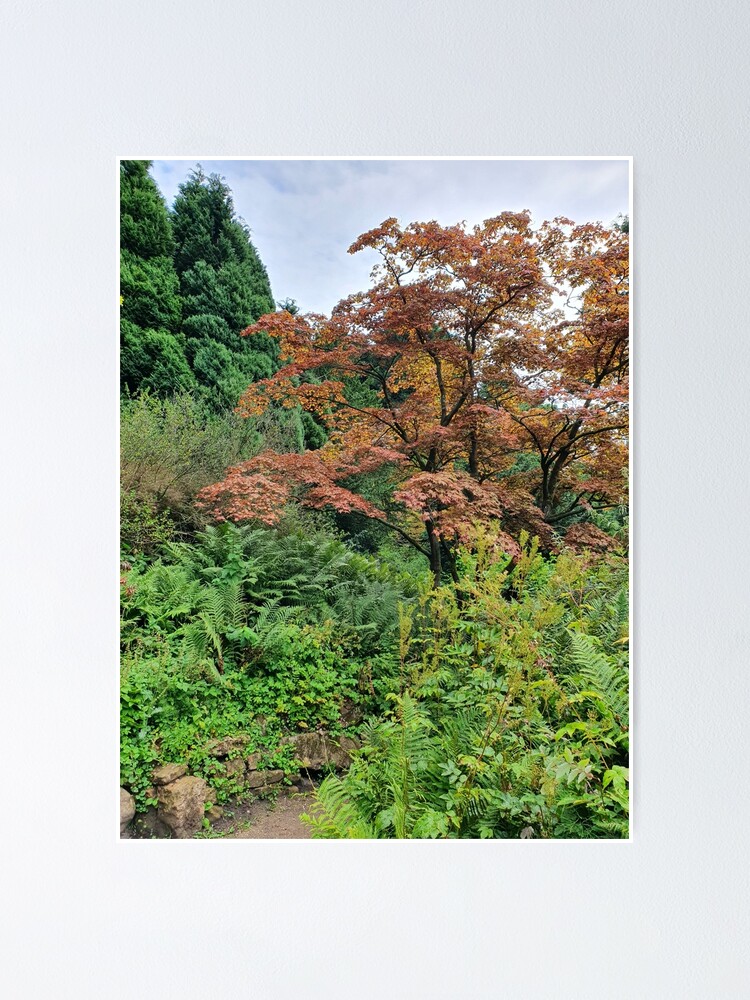 "Ornamental Japanese Maple Tree" Poster for Sale by ElaineADesigns ...
