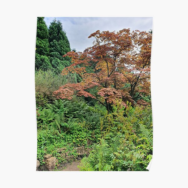 "Ornamental Japanese Maple Tree" Poster for Sale by ElaineADesigns ...