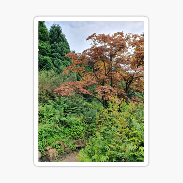 "Ornamental Japanese Maple Tree" Sticker for Sale by ElaineADesigns ...
