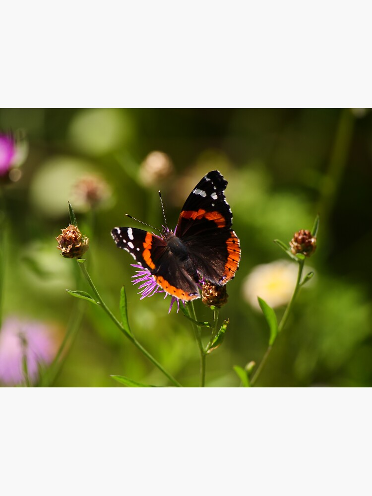 "The Admiral" Sticker by organicroadmap | Redbubble