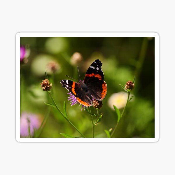 "The Admiral" Sticker by organicroadmap | Redbubble