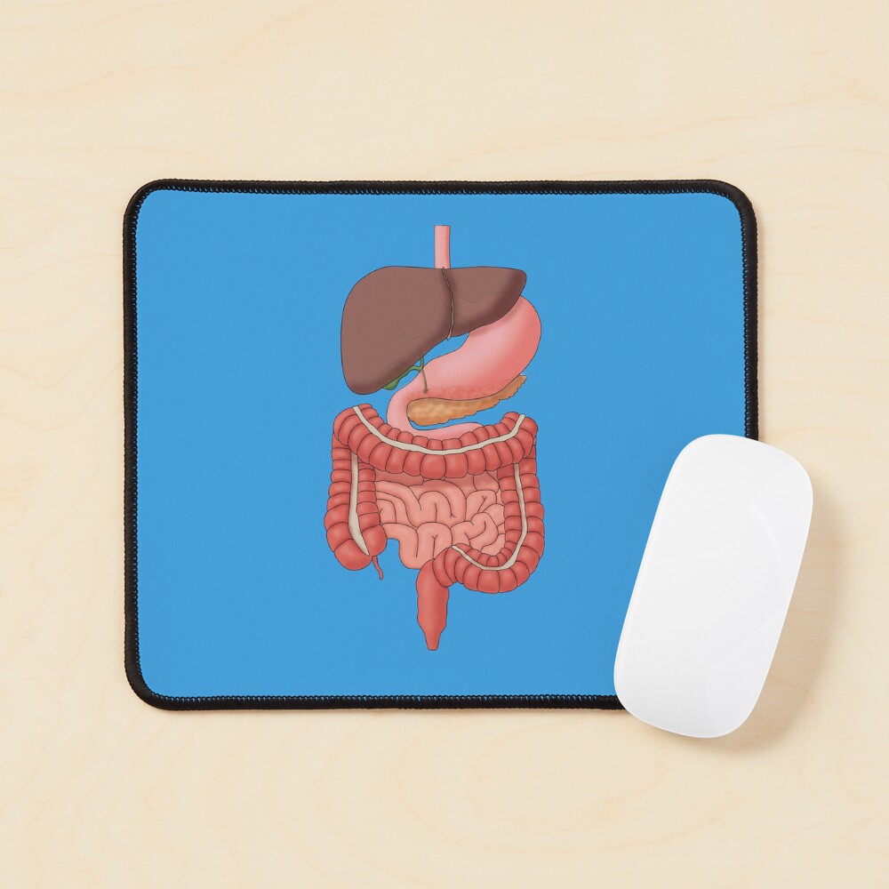 "Digestive System Organs, Medical Illustration" Photographic Print for ...